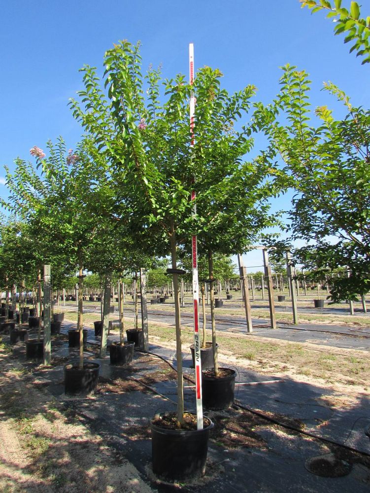Marian Gardens Tree Farm | plantANT.com