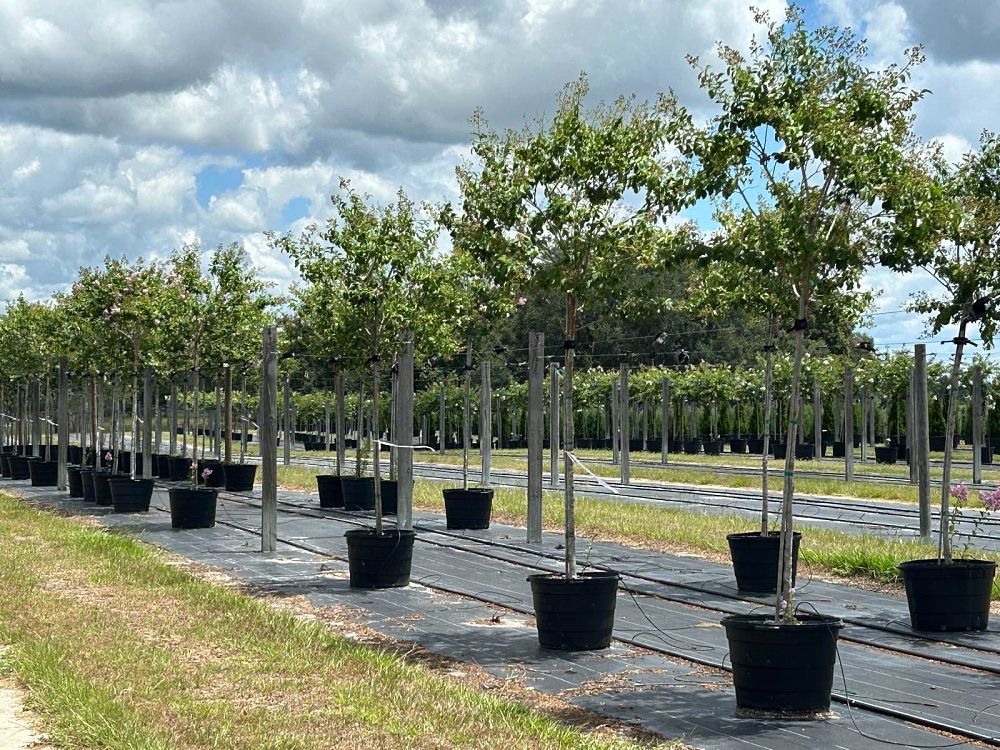 Sumter Gardens Tree Nursery | plantANT.com