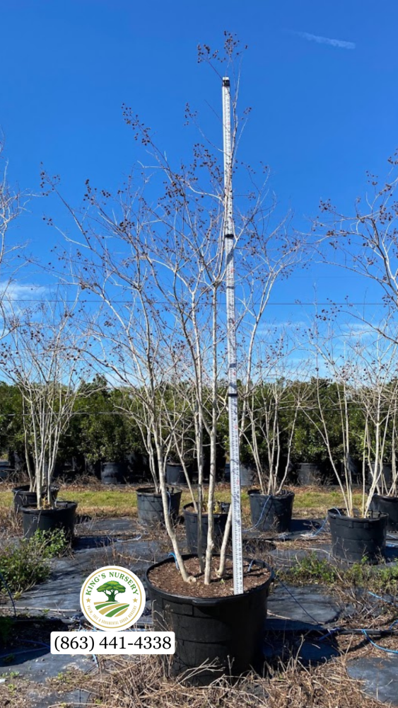 King's Nursery LLC | plantANT.com