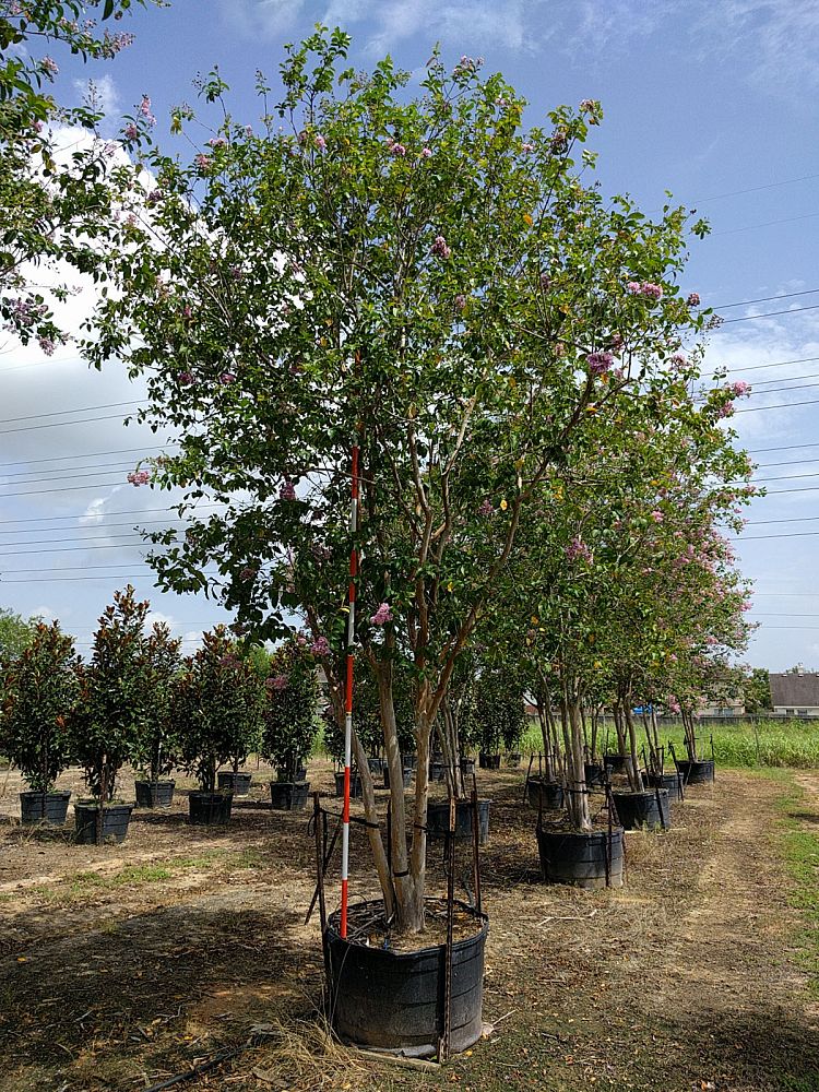 Lagerstroemia fauriei 'Muskogee', Japanese Crape Myrtle, Japanese Crepe ...