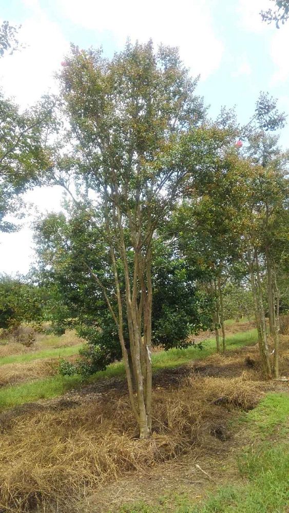 Bent Oak Tree Farm | plantANT.com