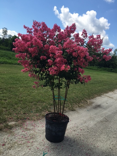 15G / 17" Multi, 6ft HT