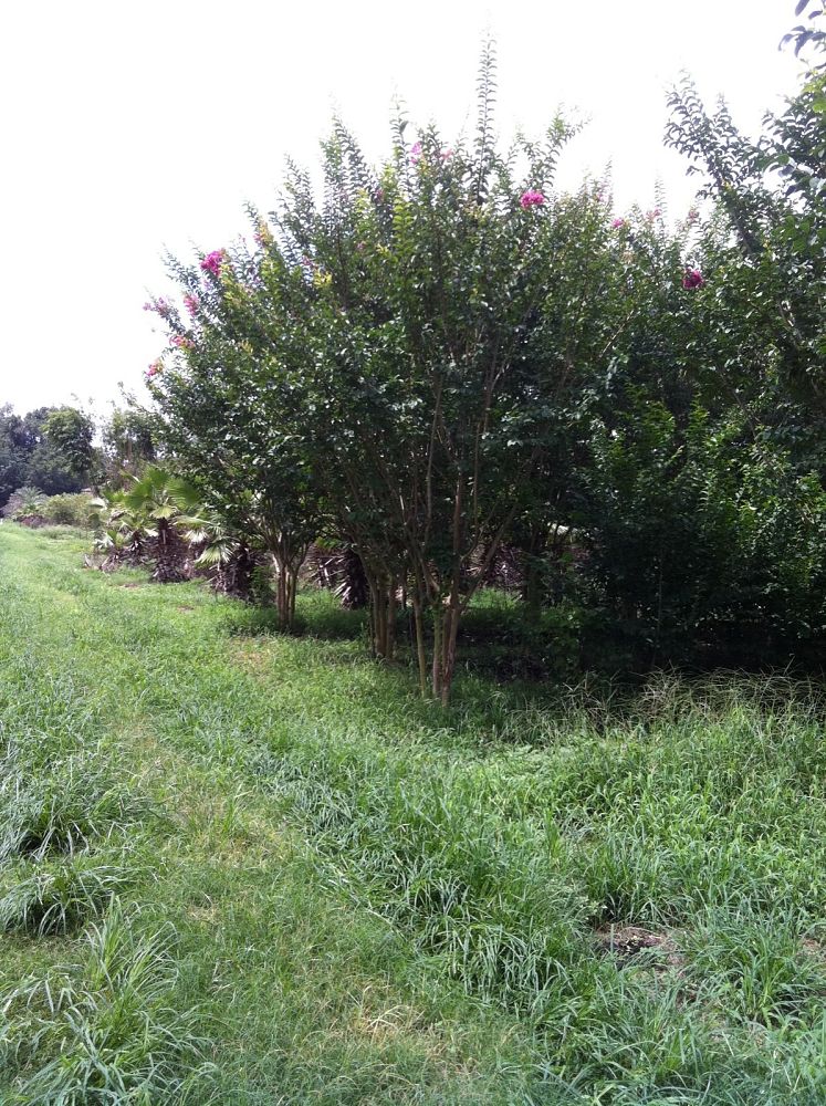 Image Gallery - COD Trees