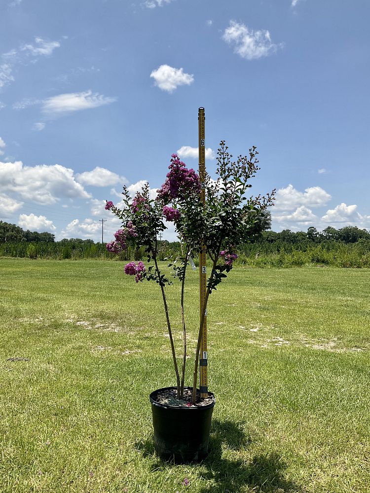 Gallery – Holly Factory Wholesale Nursery