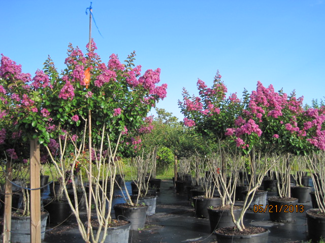 Concepts In Greenery | plantANT.com