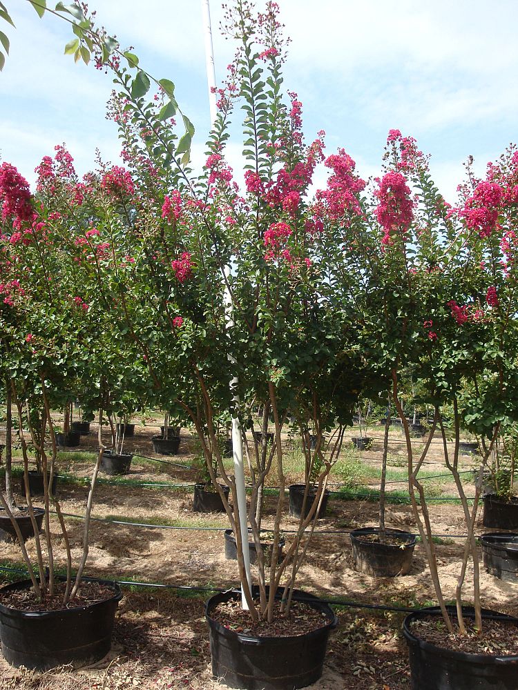 Lagerstroemia indica 'Raspberry Sundae', Crape Myrtle