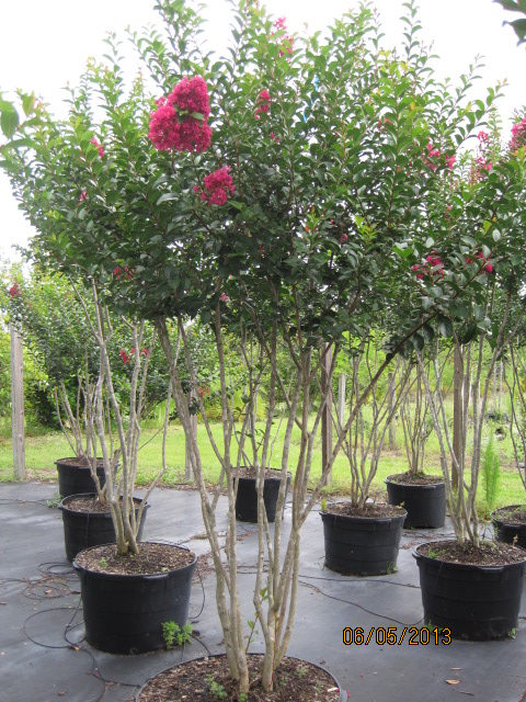 Concepts In Greenery | plantANT.com