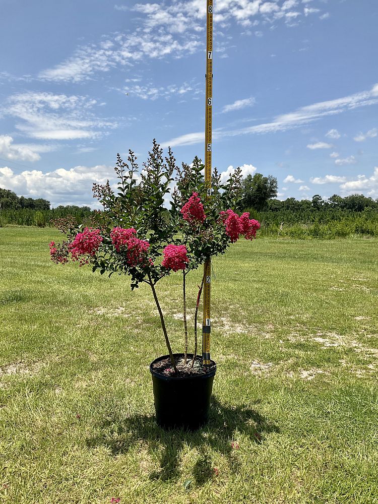 Holly Factory | plantANT.com