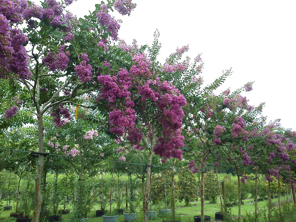 Image Gallery - Sharp Tree Farm & Nursery