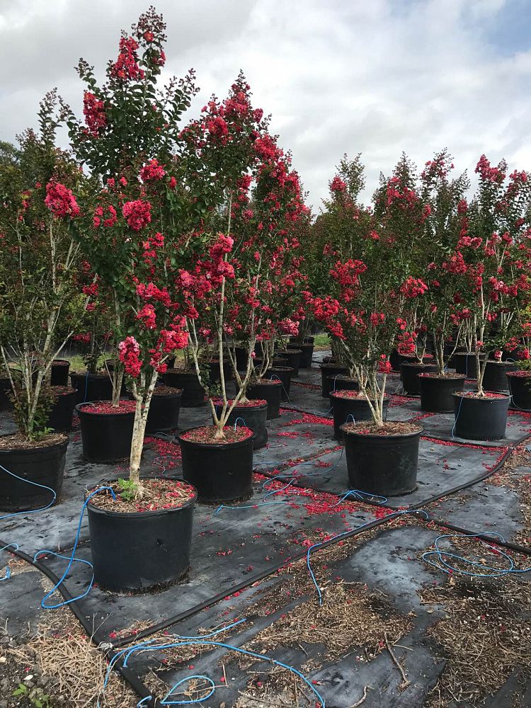 Ligustrum japonicum, Japanese Privet, Wax Leaf Ligustrum