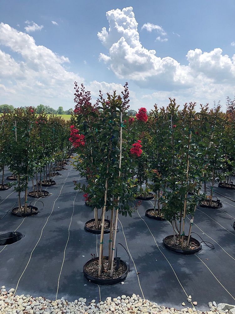 Panther Creek Nursery | plantANT.com