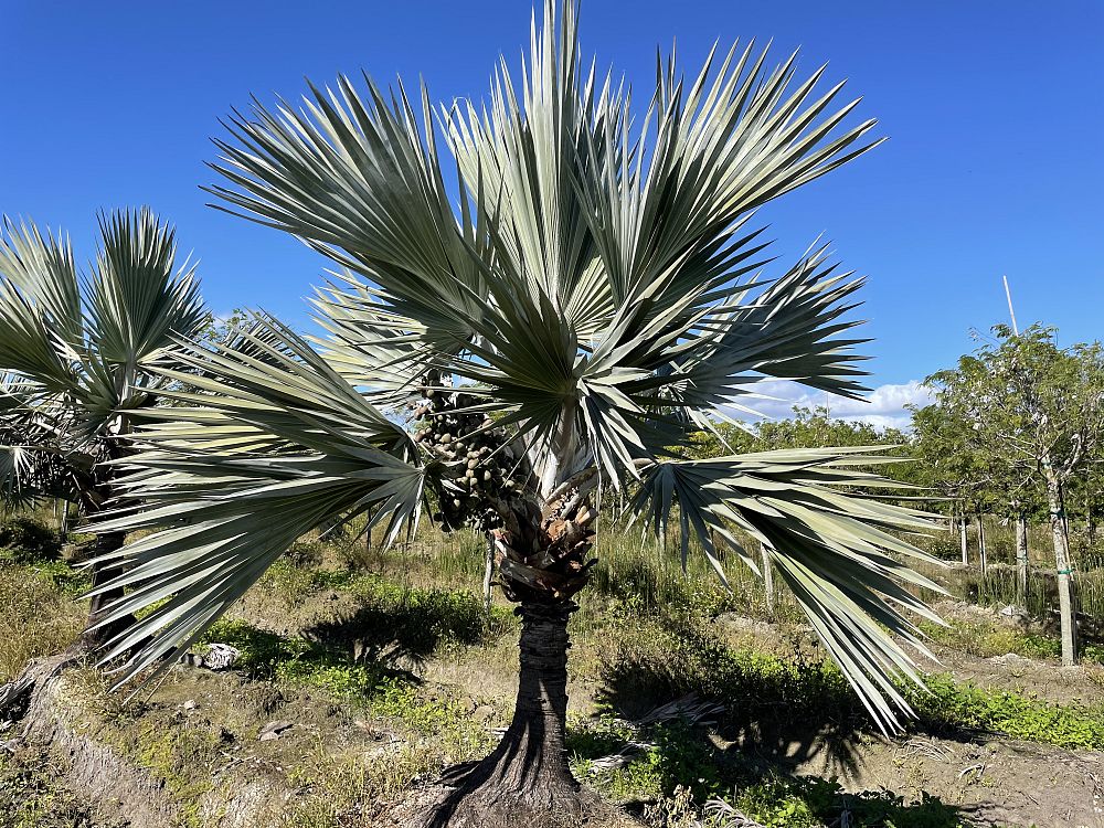 Tropical Farms Nursery | plantANT.com