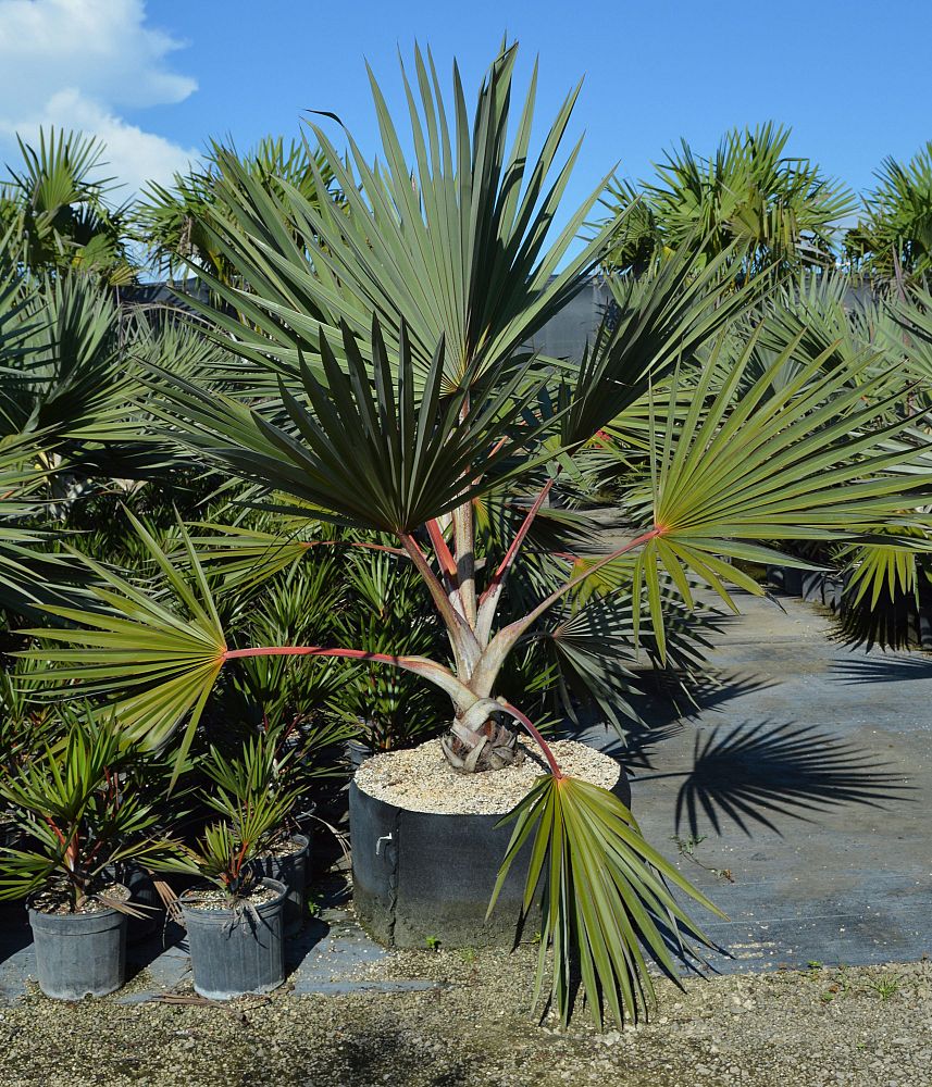 Homestead Gallery – Botanics Wholesale Nursery