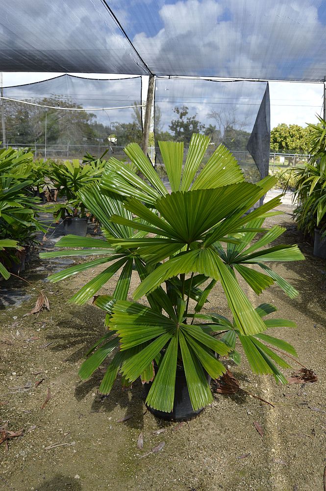 Homestead Gallery – Botanics Wholesale Nursery