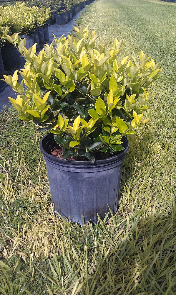 B & T's Landscape Nursery, Inc. | plantANT.com