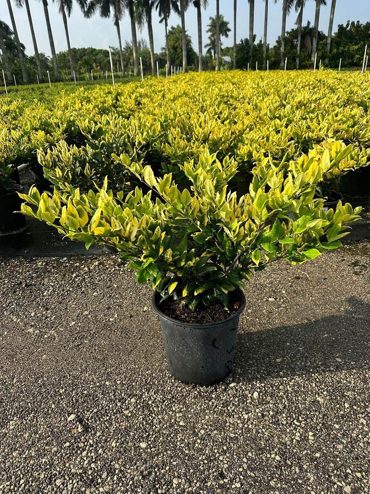 R Plants Nursery | plantANT.com