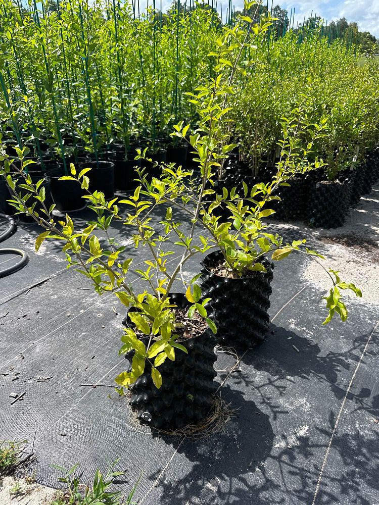 Jolly Green Nursery.com | plantANT.com