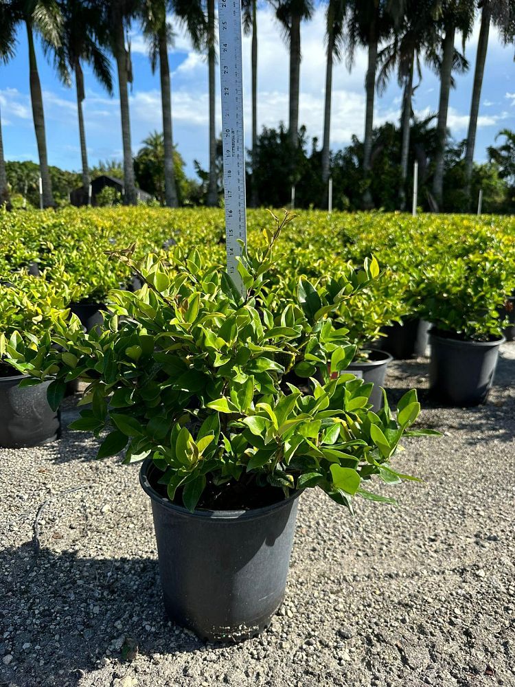 R Plants Nursery | plantANT.com