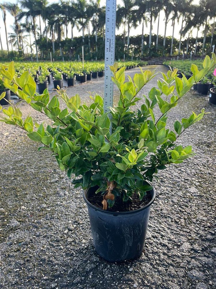 R Plants Nursery | plantANT.com