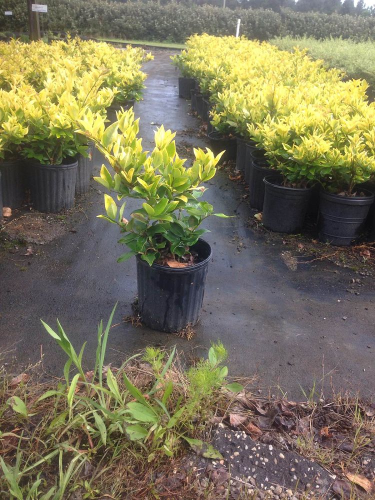 Elliott's Nursery | plantANT.com