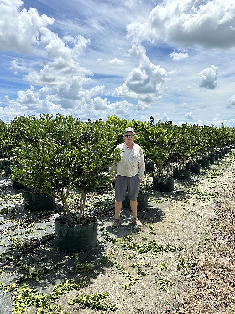 Fish Branch Tree Farm, Inc. | plantANT.com