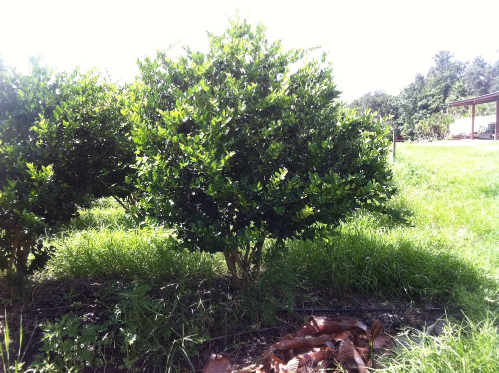 COD Trees Inc | plantANT.com