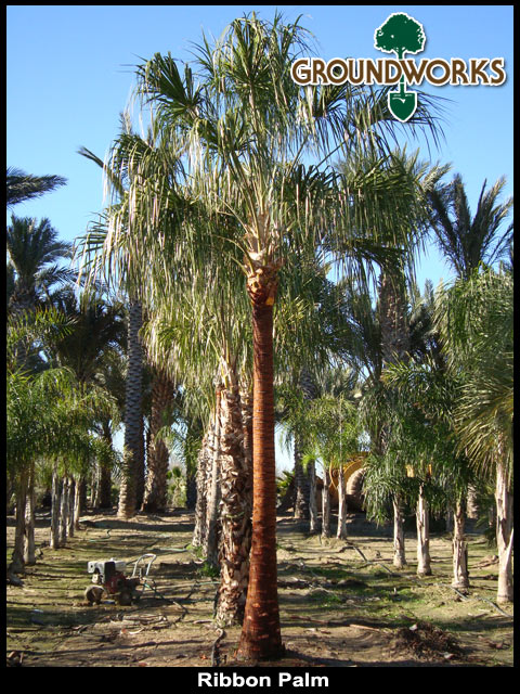 Groundworks Texas! | plantANT.com