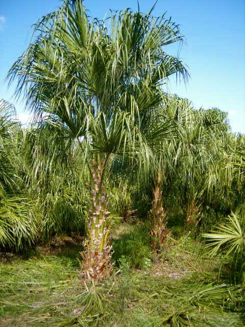 Image Gallery - COD Trees