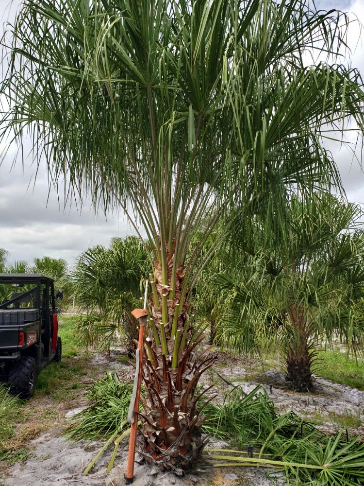 Griffin Trees, Inc. | plantANT.com