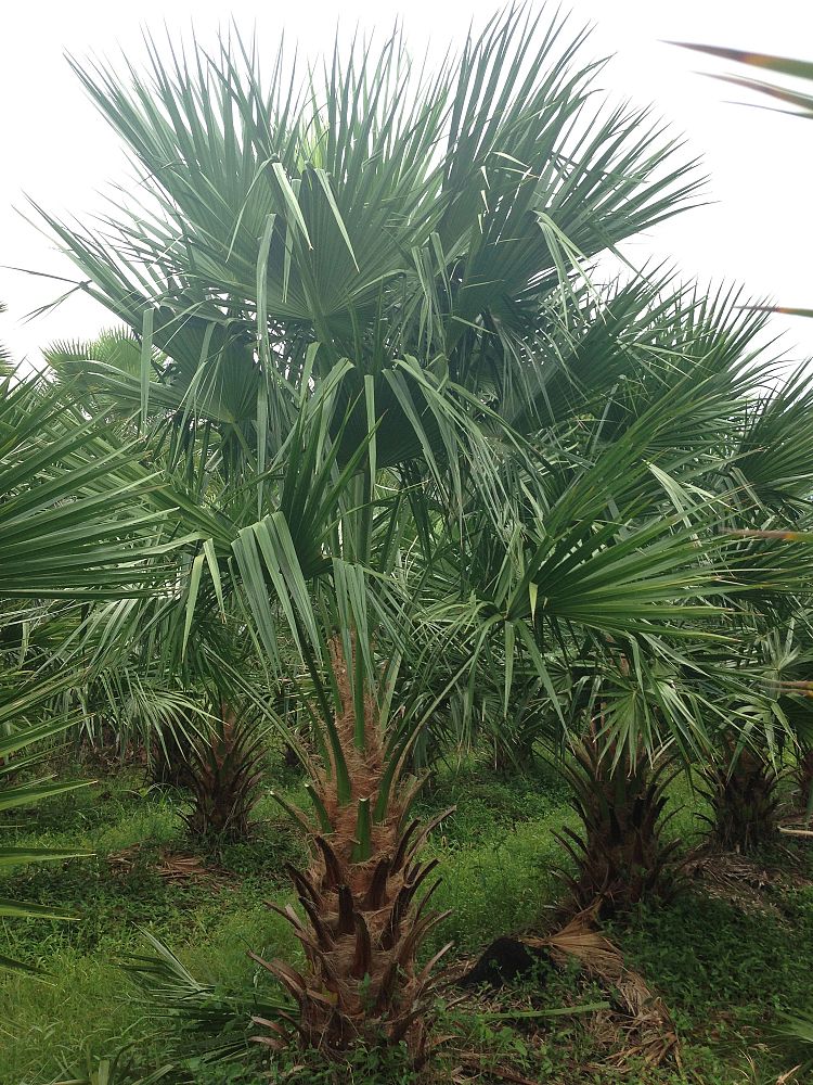 Image Gallery - COD Trees