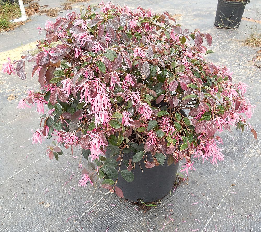 Other Brother Nursery | plantANT.com