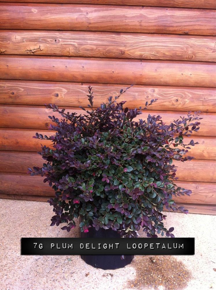 Sam Poole Plant Farm, Inc | plantANT.com