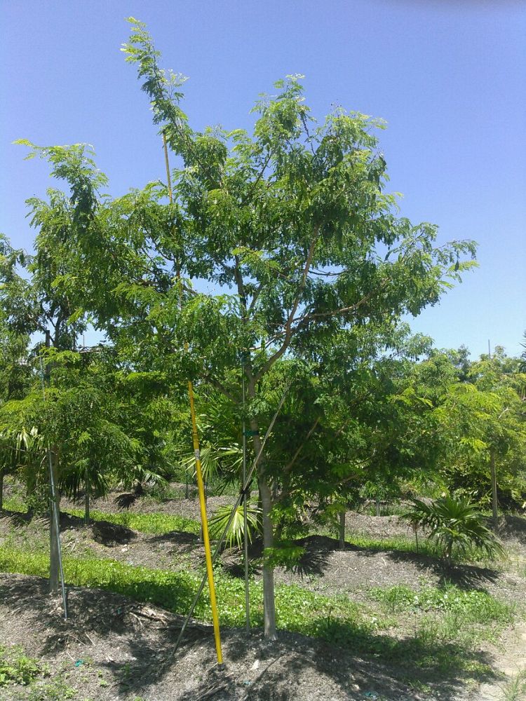 Lysiloma latisiliquum, Wild Tamarind, Florida Native Tamarind