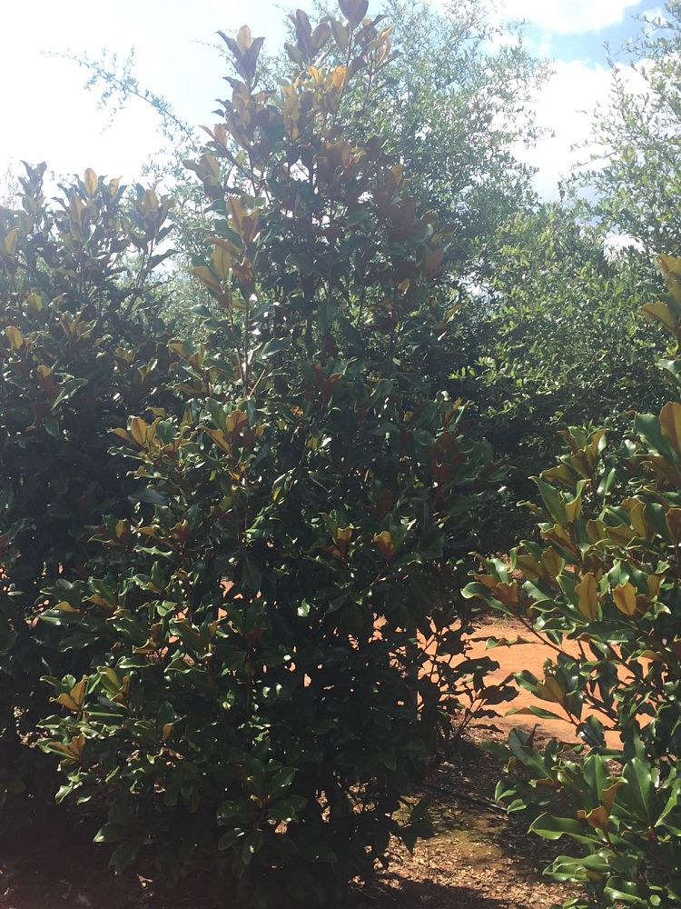 Gallery – Brantley Farms