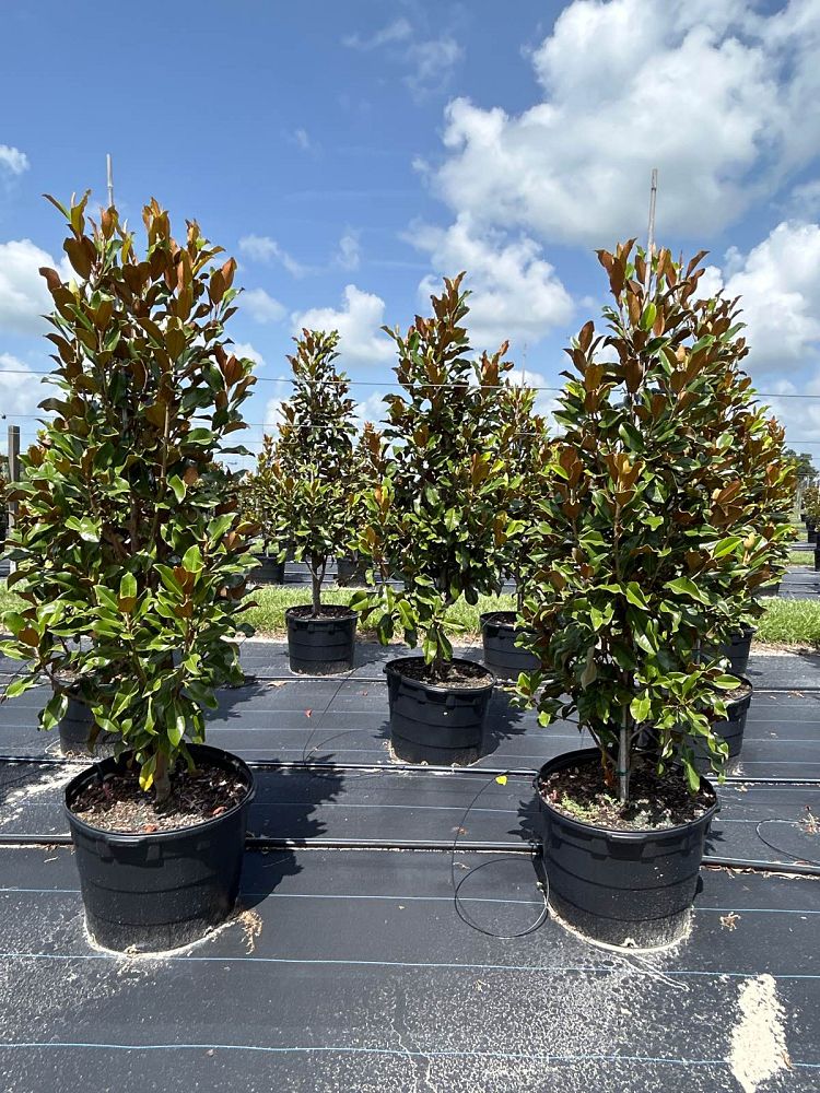 Products – Sumter Gardens Nursery