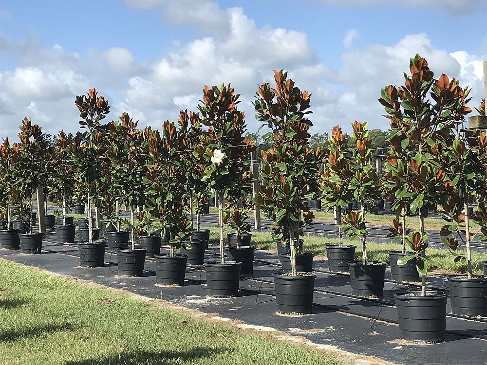 Products – Sumter Gardens Nursery