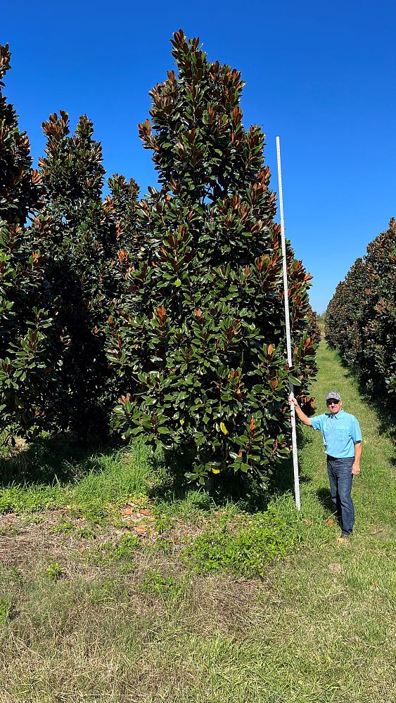 Southern Tree Growers | plantANT.com