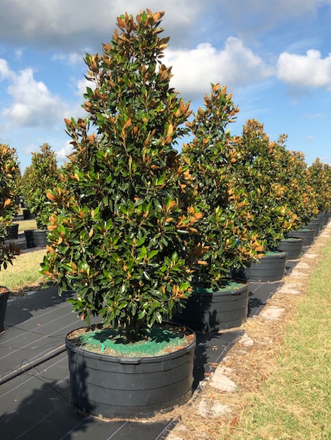 Treemendous Quality Growers | plantANT.com