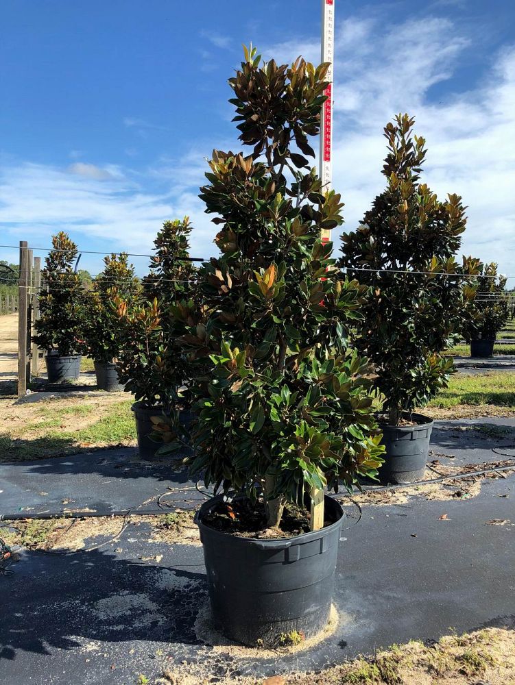 Marian Gardens Tree Farm | plantANT.com