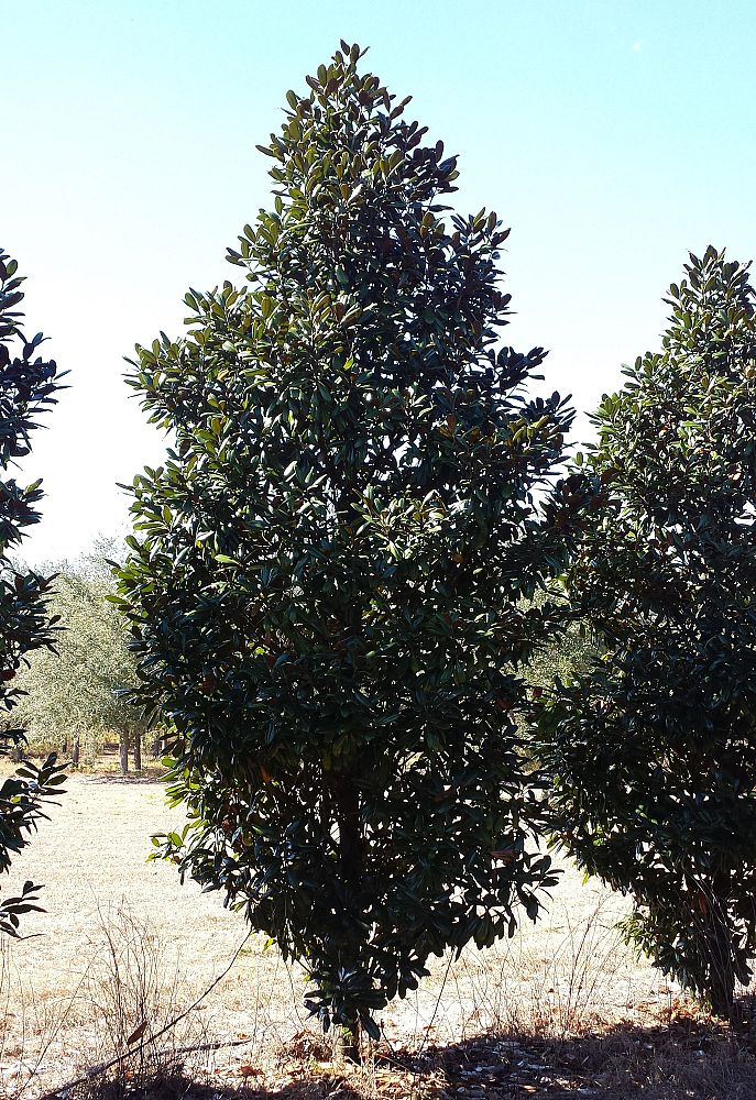 Huntsman Tree Supplier, Inc | plantANT.com