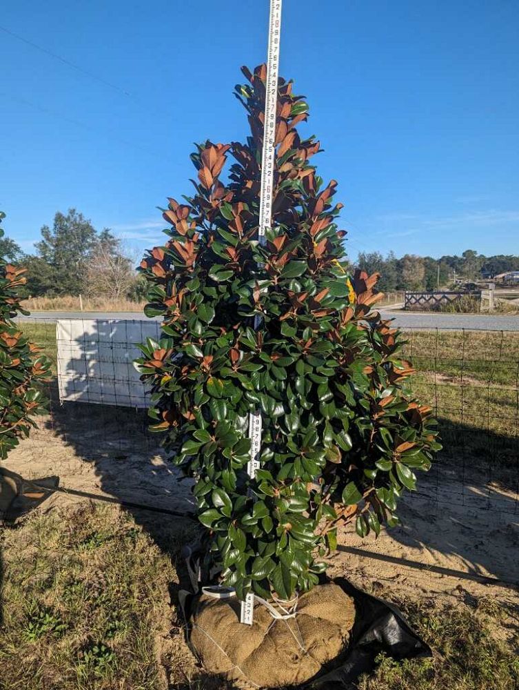 RC Trees | plantANT.com