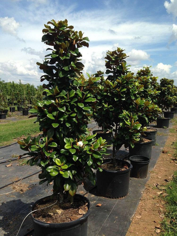 Quality Tree Farms,LLC | plantANT.com