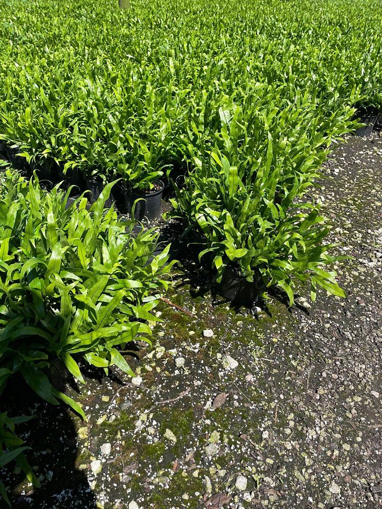 R Plants Nursery | plantANT.com