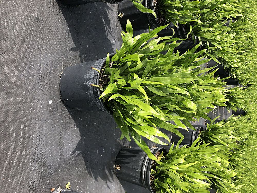 A Sunshine State Nursery | plantANT.com