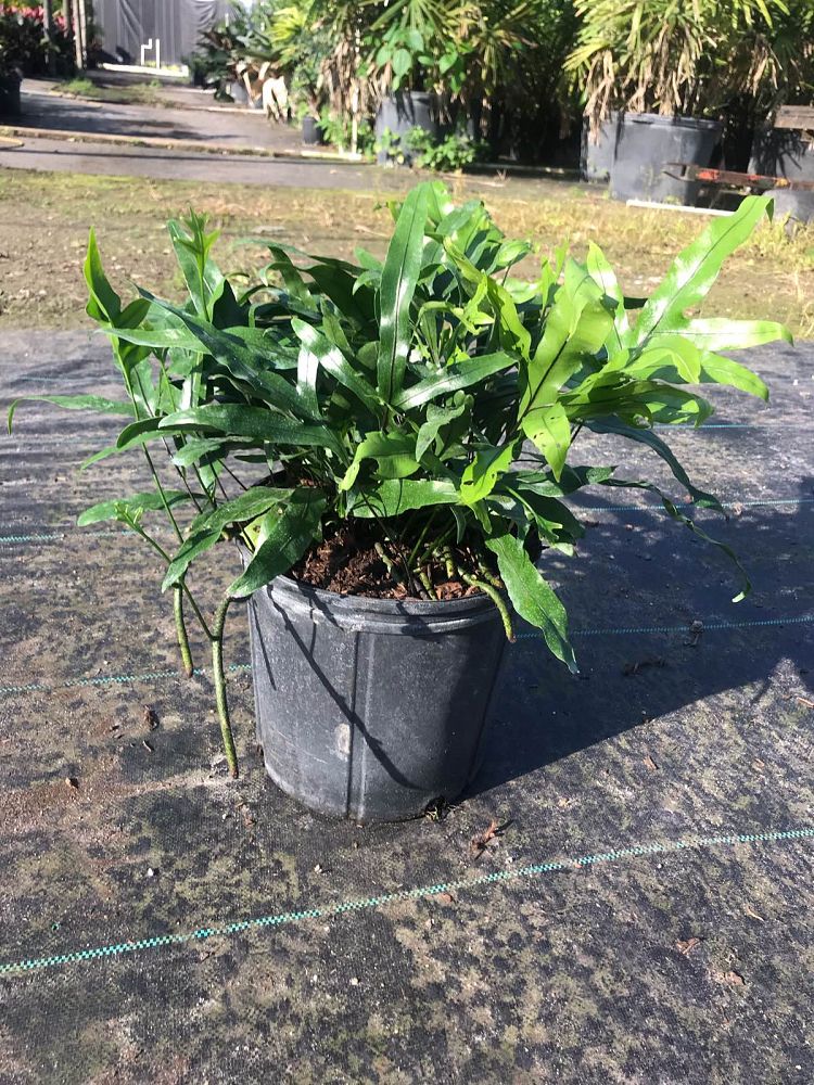 M & J Nursery and Landscaping | plantANT.com