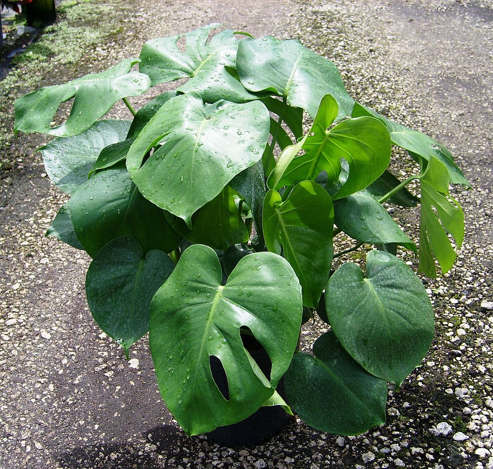Monstera deliciosa, Swiss Cheese Vine, Philodendron pertusum, Monstera ...