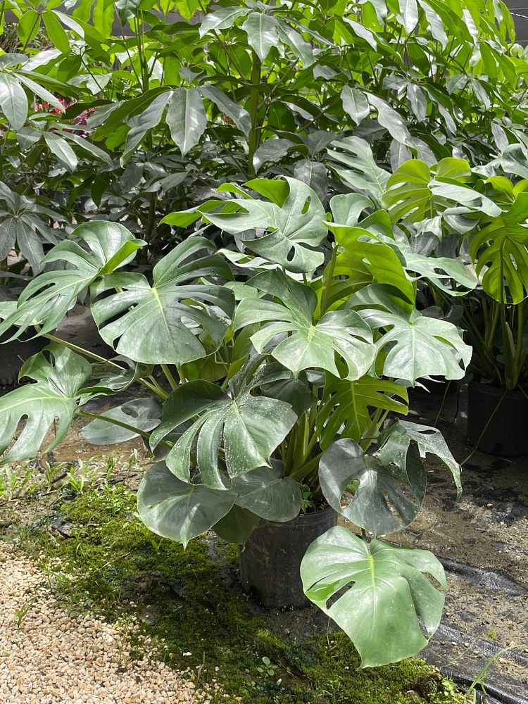 Gallery – Redland Nursery – Wholesale Nursery Homestead