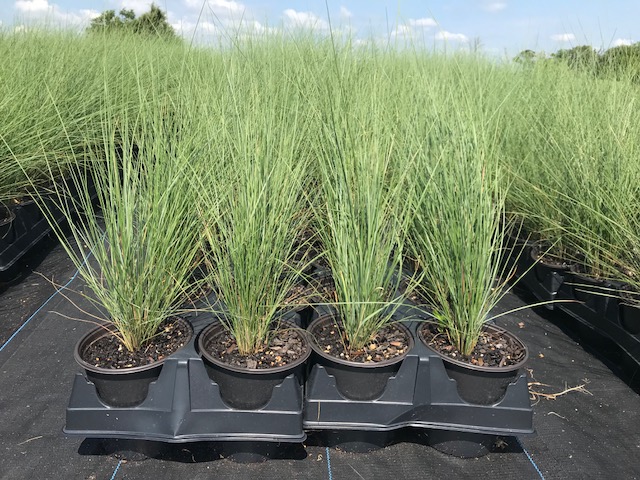DryLand Native Grasses | plantANT.com