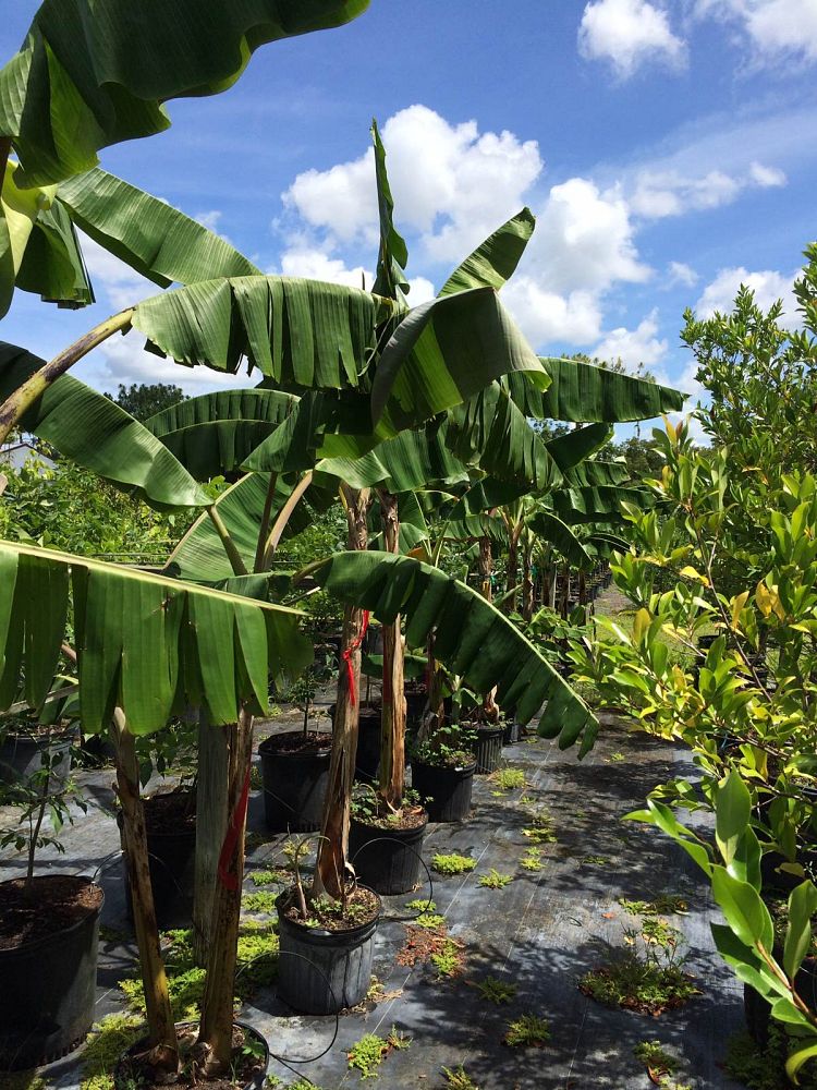 McKeithen Growers, Inc. | plantANT.com