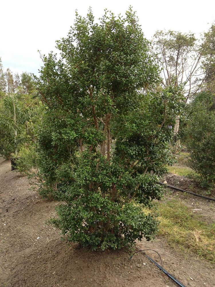 Terracon Services, Inc. | plantANT.com